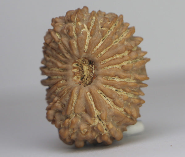 19 Mukhi Rudraksha(Nepali) - Medium Size – Rudradhyay