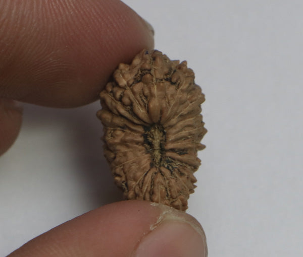 21 Mukhi Rudraksha(Indonesian) - Medium Size – Rudradhyay