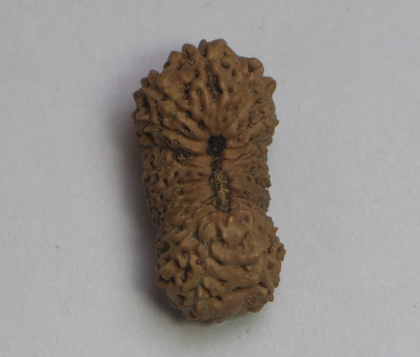 21 Mukhi Rudraksha(Indonesian) - Medium Size – Rudradhyay